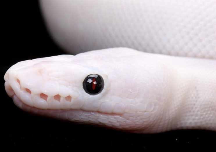 [볼파이톤 모프]루시스틱 볼파이톤 : 네이버 블로그