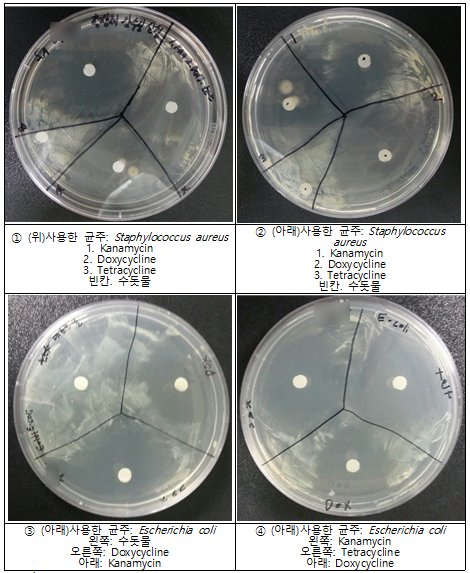 [일반생물학실험][대학생물학실험] 항생제 감수성 검사(paper disc Methods) : 네이버 블로그