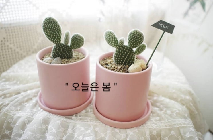 대구 칠호광장 용산지하도 두산오거리 꽃집 오늘은봄 개업화분인테리어화분 책임자 전국3시간꽃배달 네이버 블로그