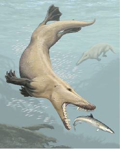 [고생물] 레밍토노케투스 (Remingtonocetus) : 네이버 블로그