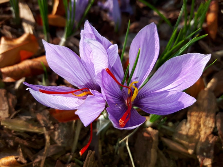 사프란(Saffraan, Saffron), 사프란 크로커스(Saffron Crocus) : 네이버 블로그