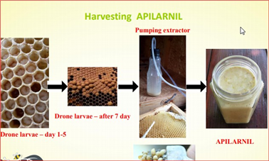 수벌 애 벌레의 제품 APILARNIL- 수확, 활용, 임상사례 : 네이버 블로그