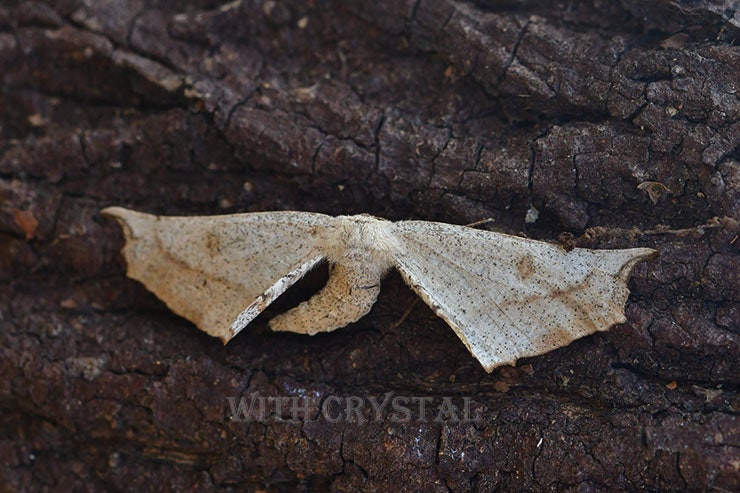 뾰족가지나방 Acrodontis kotshubeji : 네이버 블로그