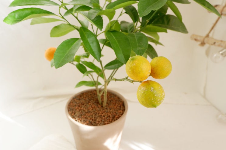 [죽전꽃집/보정동카페거리]나의 오렌지레몬나무 키우기 ♥ 노란 열매가 달리는 오렌지나무 : 네이버 블로그