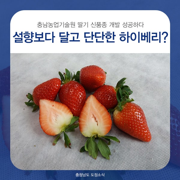 충남농업기술원 설향보다 달고 단단한 딸기 신품종 하이베리 개발 성공 네이버 블로그
