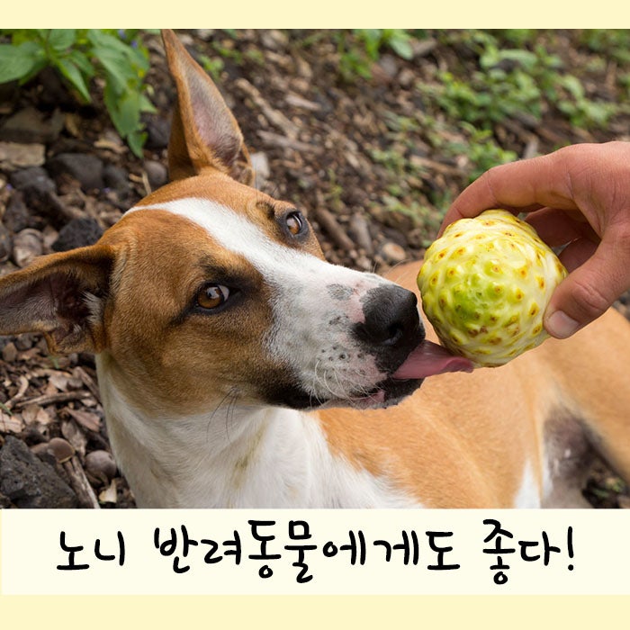 노니 Noni 효능 효과 강아지 고양이에게도 좋아요! : 네이버 블로그