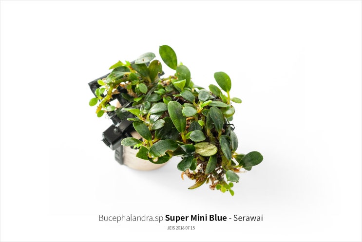 #44 Bucephalandra.sp Super Mini Blue - Serawai : 네이버 블로그