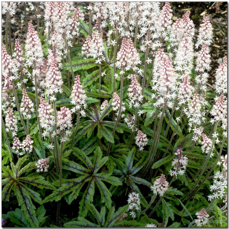 헐떡이풀속 Tiarella : 네이버 블로그