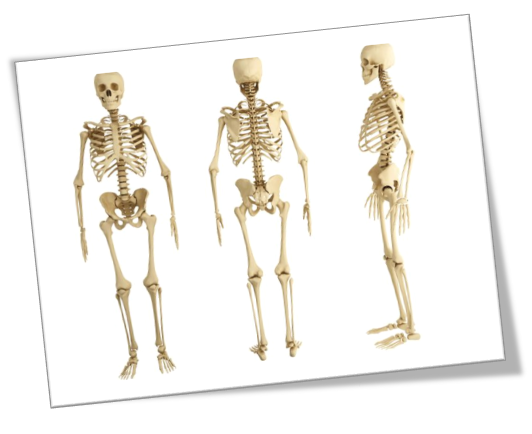 뼈 (Bone) 정리 : 네이버 블로그