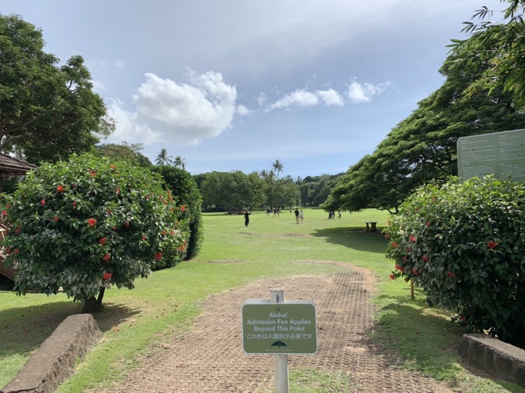 모아나루아 공원, 히타치트리 : Moanalua Gardens, Hitachi tree : 네이버 블로그