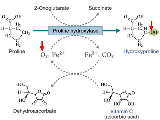 콜라겐 합성 과정(Hydroxylation & Glycosylation)과 도움을 주는 영양소들 : 네이버 블로그