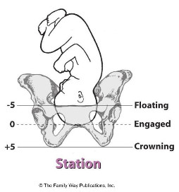 fetal station : 네이버 블로그