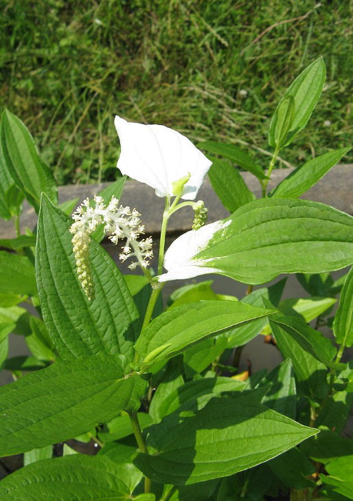 삼백초추출물 Saururus Chinensis Extract 성분 분석 : 네이버 블로그