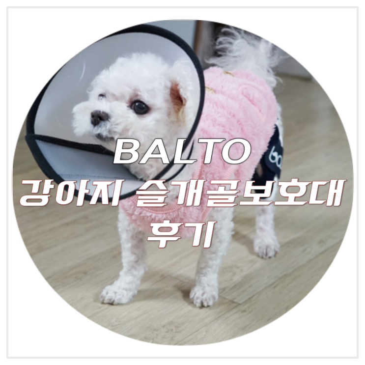 강아지슬개골 보호대 후기 Feat.발토 BT JUMP 슬개골 보호대 : 네이버 블로그