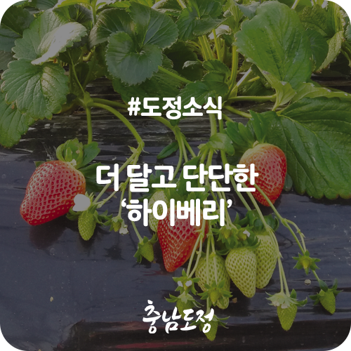 더 달고 단단한 ‘하이베리 설향신품종딸기국산딸기제철딸기 네이버 블로그