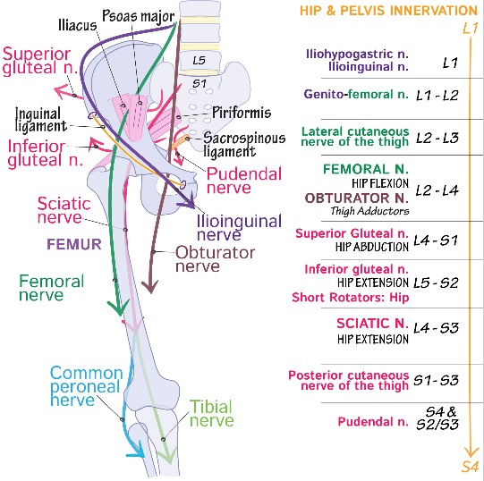 엉치 통증 2 Sacral Plexus 엉치신경얼기 천골신경총 좌골신경sciatic Nerve 의 기원