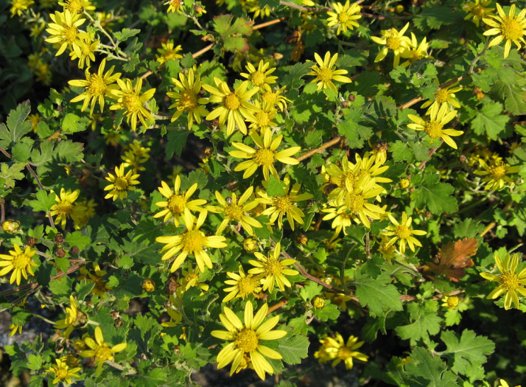 감국추출물 Chrysanthellum Indicum Extract 성분 분석 : 네이버 블로그