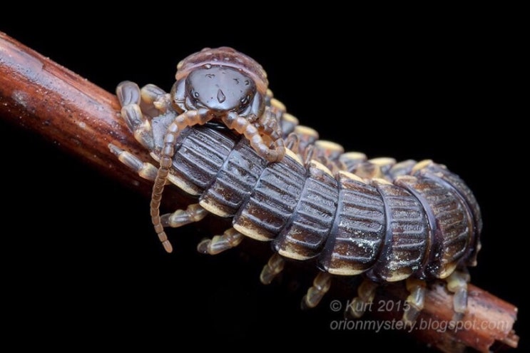 갑옷지네(Armored centipede)[Edentistoma sp] : 네이버 블로그