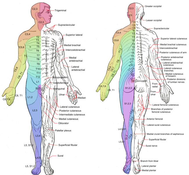 피부 분절(dermatomes)과 근육 분절(myotomes), 추나 검사 진단 [ 순천 여수 광양 추나 한의원 ] : 네이버 블로그