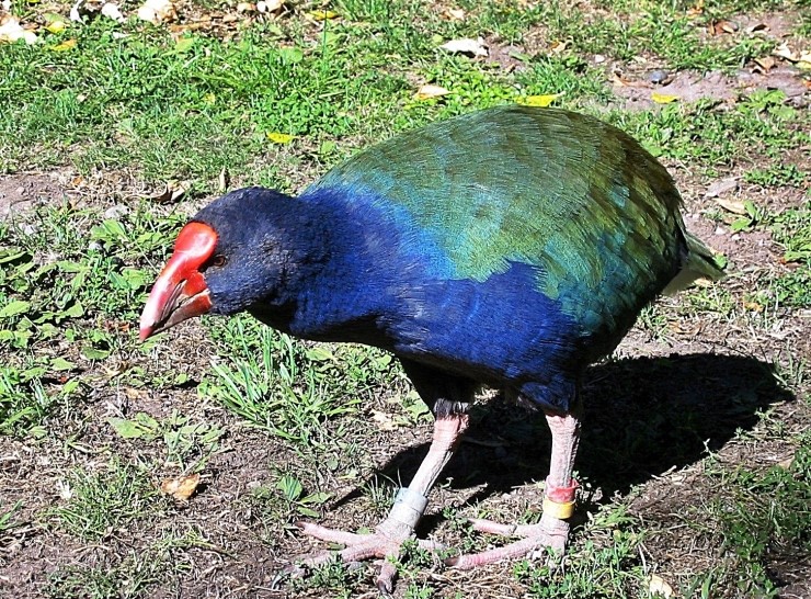 [뉴질랜드] 날지 못하는 새들 - 평화스런 땅의 상징 : 네이버 블로그