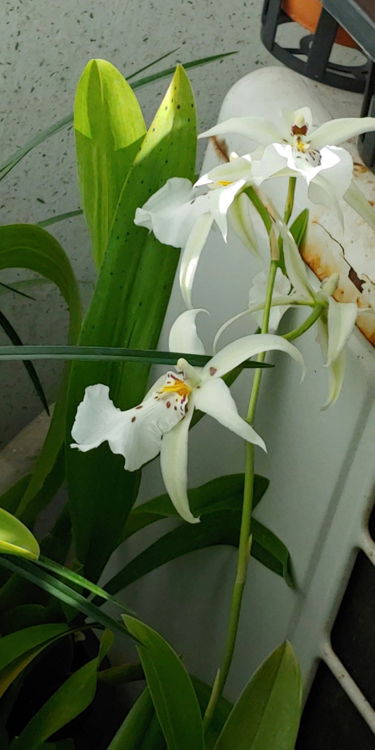 Aliceara (Degarmoara) winter wonderland 'white fairy' 호복륜 무늬종 개화 : 네이버 블로그