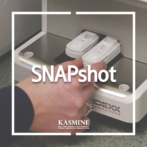 동물전용 호르몬 분석기(SNAPshot Dx Analyzer) : 네이버 블로그