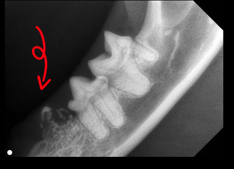 폴(FORL)이 뭔지 아세요? 고양이 치과질환 FORL 증상과 치료방법 : 네이버 블로그