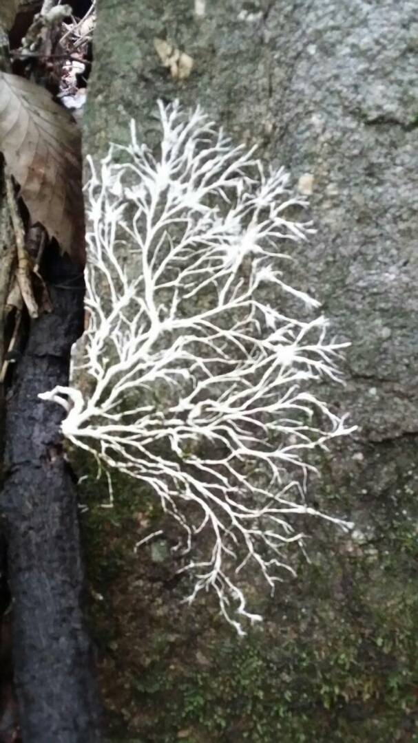 rhizomorphs(뿌리 모양 곰팡이류) 가칭: 뿌리곰팡이 : 네이버 블로그