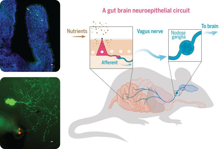 Novel gut brain neuroepithelial circuit - 2018/12/13 : 네이버 블로그