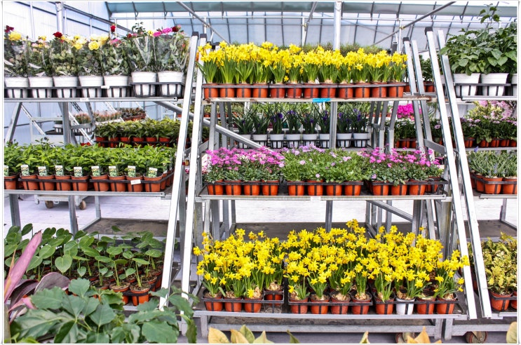 다양한 꽃이 있는 과천 화훼단지 / 우림원예 가든센터 : 네이버 블로그