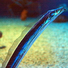 칼처럼 생긴 생선 ‘갈치(Cutlassfish, hairtail, scabbard fish, beltfish)’ : 네이버 블로그