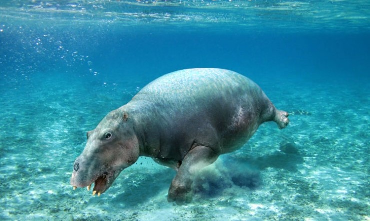 [고생물] 데스모스틸루스 (Desmostylus) : 네이버 블로그