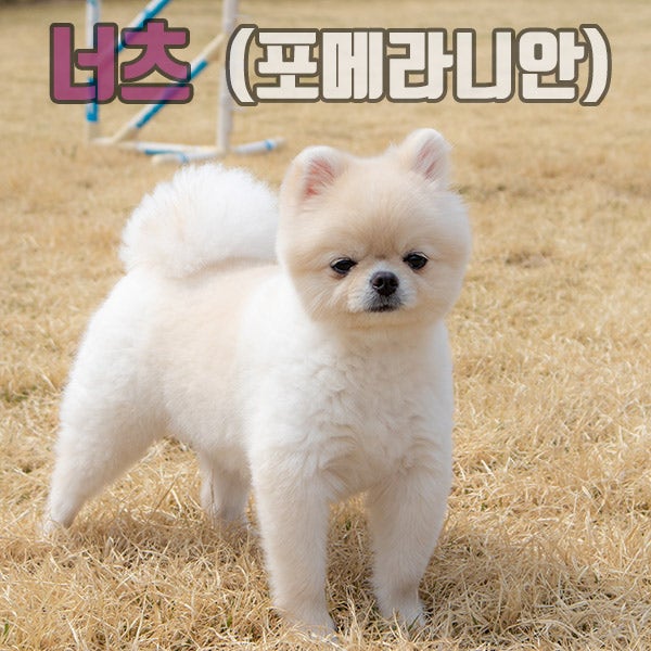 반려견의 올바른 생활습관 만들기 부산애견훈련소 파트라슈반려견학교 네이버 블로그