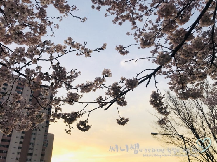 [금천구청 벚꽃축제] 안양천 벚꽃길 위치 및 주차정보/ 먹거리 : 네이버 블로그