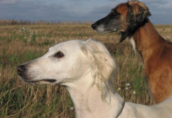 타지(Tazy) : 네이버 블로그