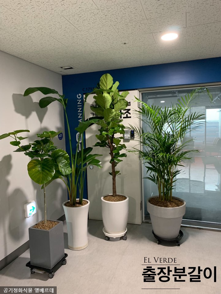 사무실화분 출장분갈이 죽은화분분갈이 실내화분분갈이 대형식물분갈이방법 개업식화분분갈이 공기정화식물추천 헬리오시티꽃집 : 네이버 블로그