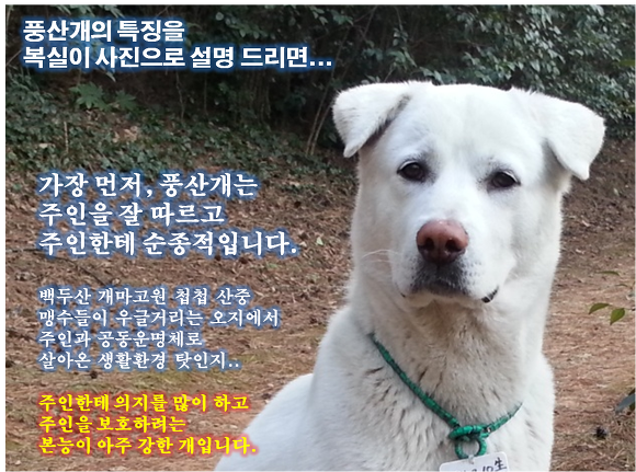 애인 예명을 복실이라 정했다. 개마고원의 풍산개와 애인 삼남이와 성품과 특성이 거의 일치하는데.... : 네이버 블로그