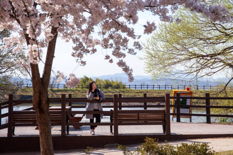 울산 북구 가볼만한곳 화동못수변공원3월말벚꽃이야기 네이버 블로그