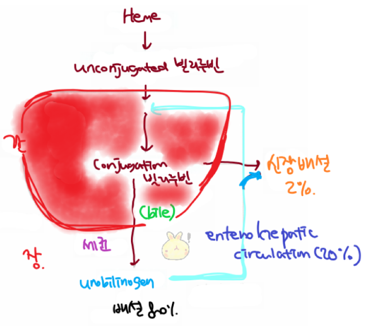 빌리루빈(bilirubin) 대사과정(metabolism), 소변(요중, urine) urobilinogen : 네이버 블로그