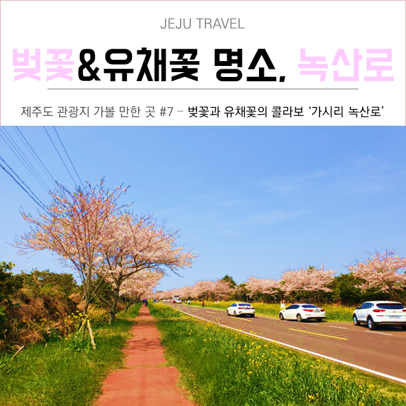 제주도 여행관광지 가볼 만한 곳 7 제주도 벚꽃 And 유채꽃 명소 가시리 녹산로 유채꽃 도로 주차꿀팁 및 제주도