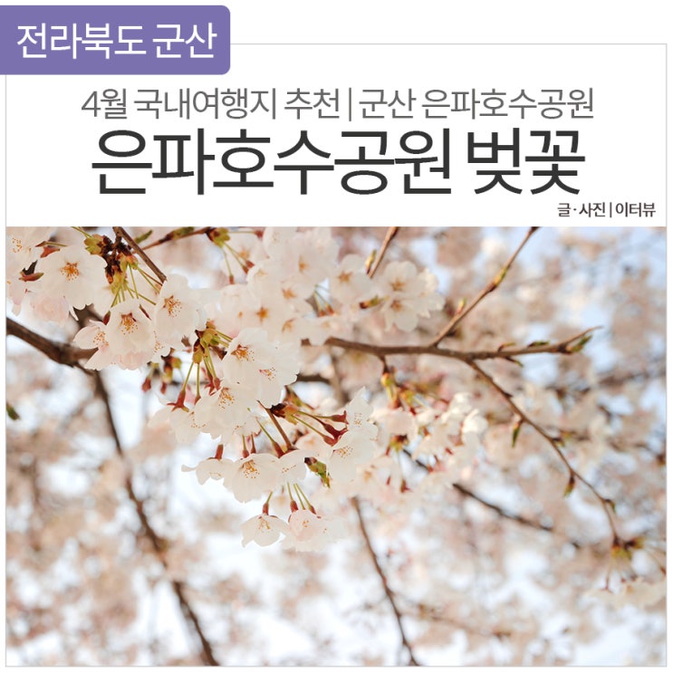 4월 국내여행지 추천 군산 은파호수공원 벚꽃축제~ 네이버 블로그