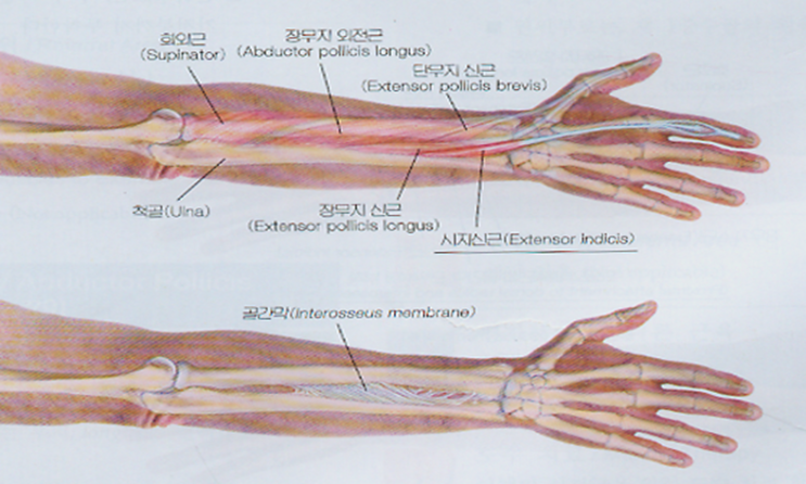 더필라테스재활교육협회 집게 손가락폄근시지신근 Extensor Indicis 네이버 블로그