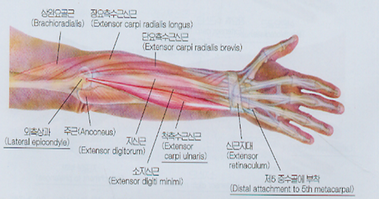 더필라테스재활교육협회 자쪽 손목폄근척측수근신근 Extensor Carpi Ulnaris 네이버 블로그