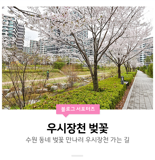 수원동네벚꽃 수원 동네 벚꽃 찾아 우시장천 가는 길 네이버 블로그