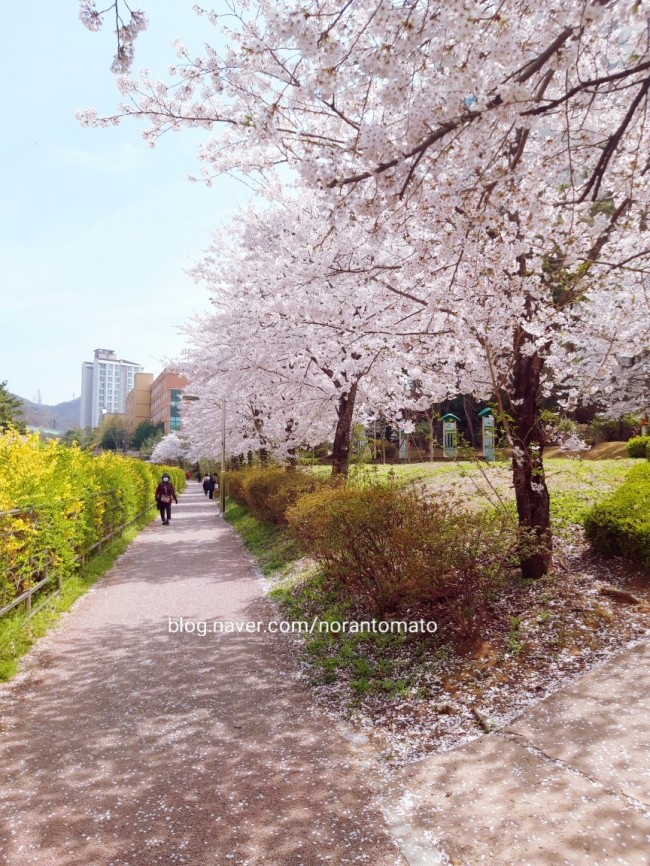 성남 도촌천 벚꽃길 개나리길 서울근교 분당 판교 꽂구경 산책길 추천 네이버 블로그