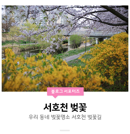 수원동네벚꽃 우리 동네 벚꽃 명소 서호천 벚꽃 길 네이버 블로그