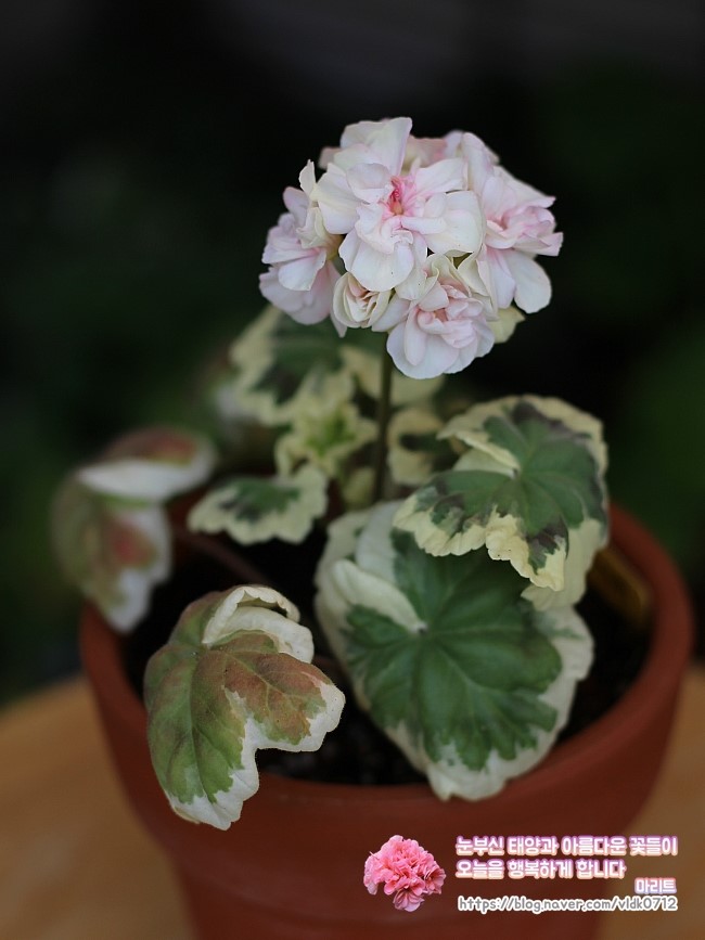 드림 러버 Dream Lover랑 앨리슨 마치 Alison March : 네이버 블로그