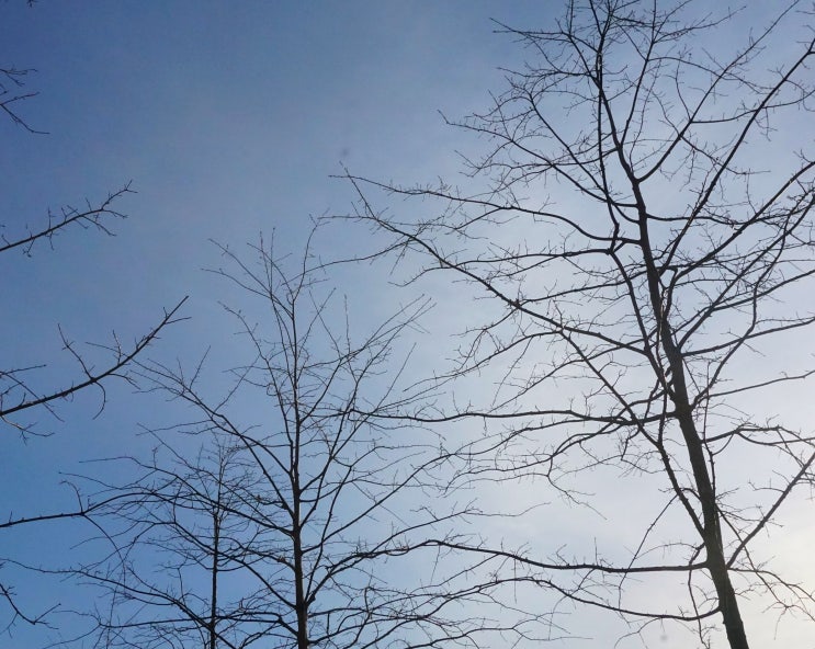 나뭇가지 사진 앙상한 가지의 끝자락 : 네이버 블로그