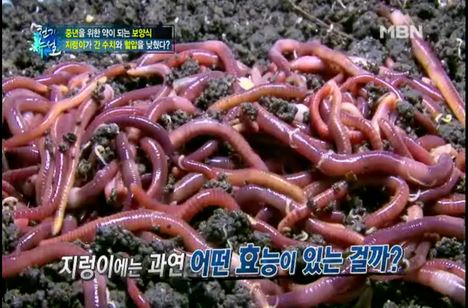 식용 빨간지렁이, 심혈관질환 예방 : 네이버 블로그