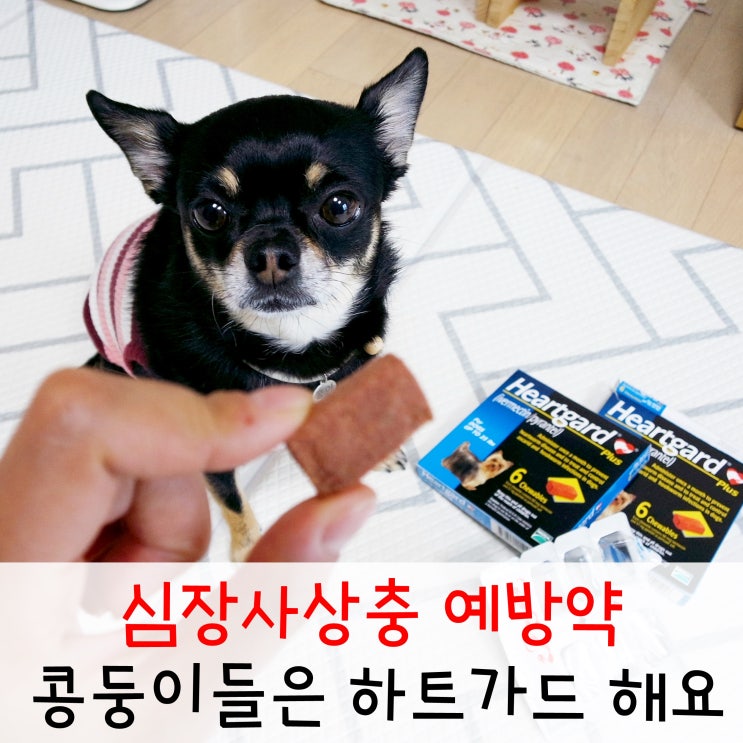 강아지 심장사상충약 하트가드로 선택한 이유 And 구매처 네이버 블로그